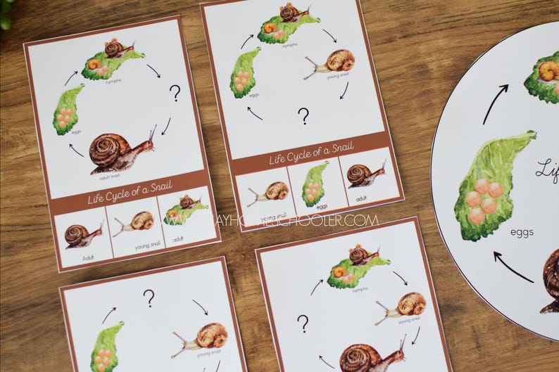 Snail Life Cycle - Montessori Inspired - Etsy