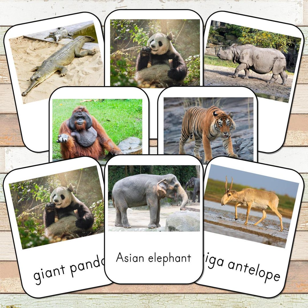 Asian Animals Safari Toob Montessori Cards EDITABLE - Etsy