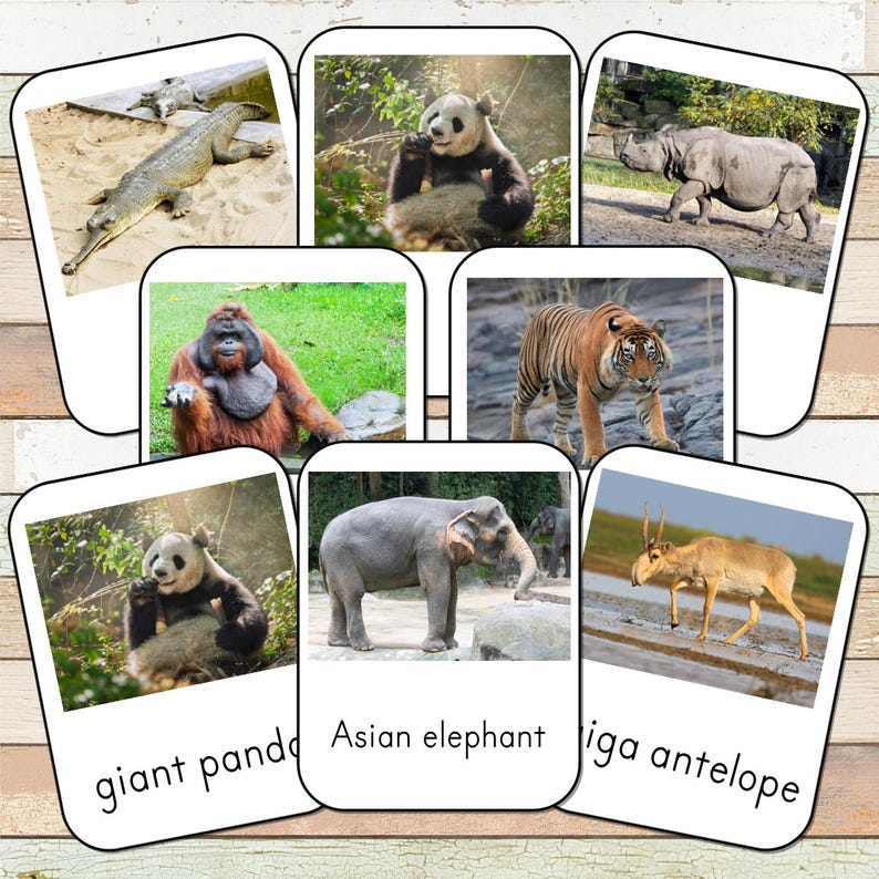 Asian Animals Safari Toob Montessori Cards [EDITABLE] - Etsy