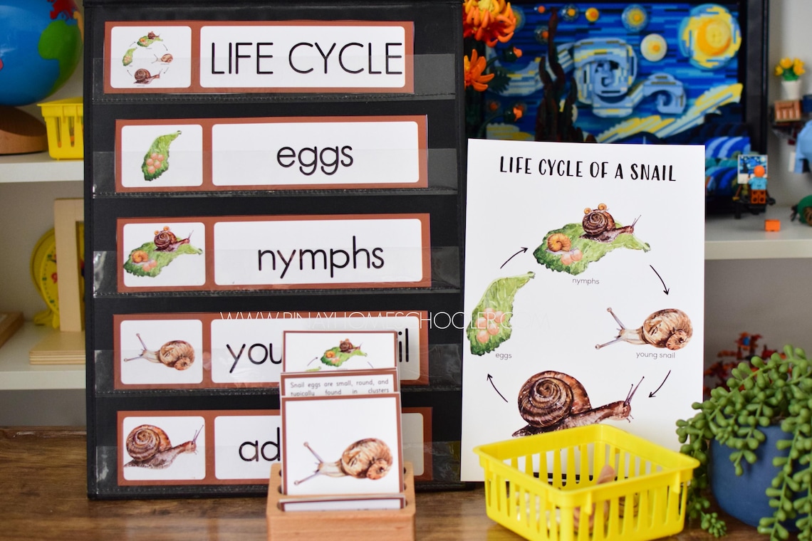 Snail Life Cycle - Montessori Inspired - Etsy