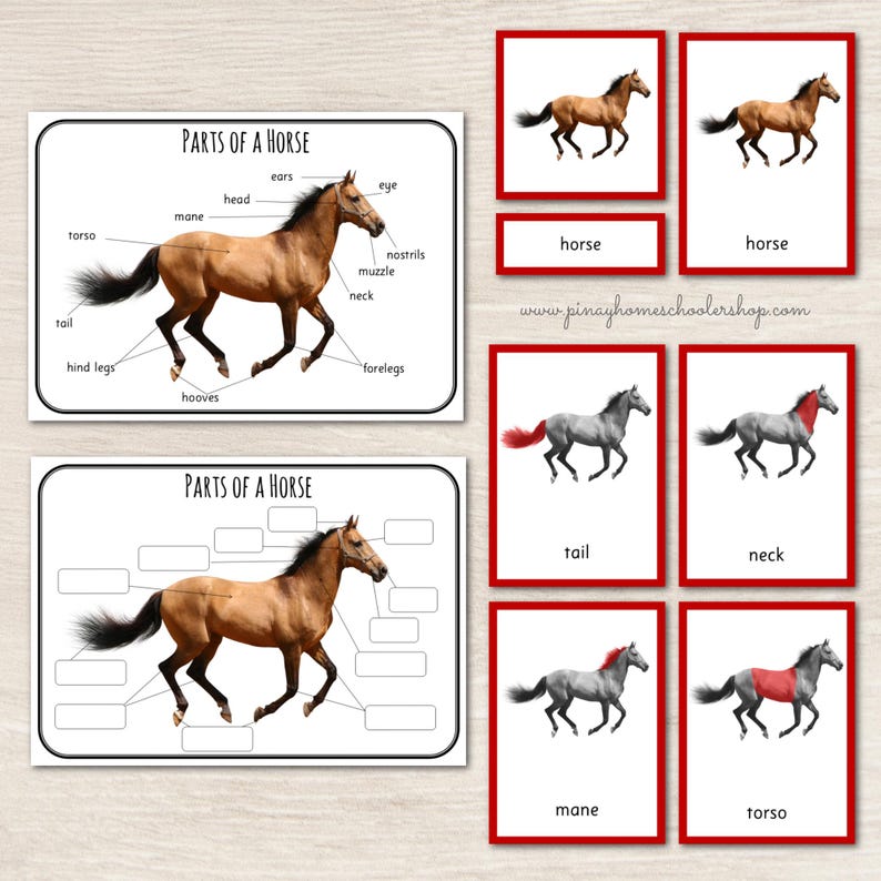 Parts of a Horse Montessori 3 Part Cards - Etsy