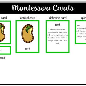 Parts of a Bean Seed Montessori 3 and 4 Part Cards - Etsy