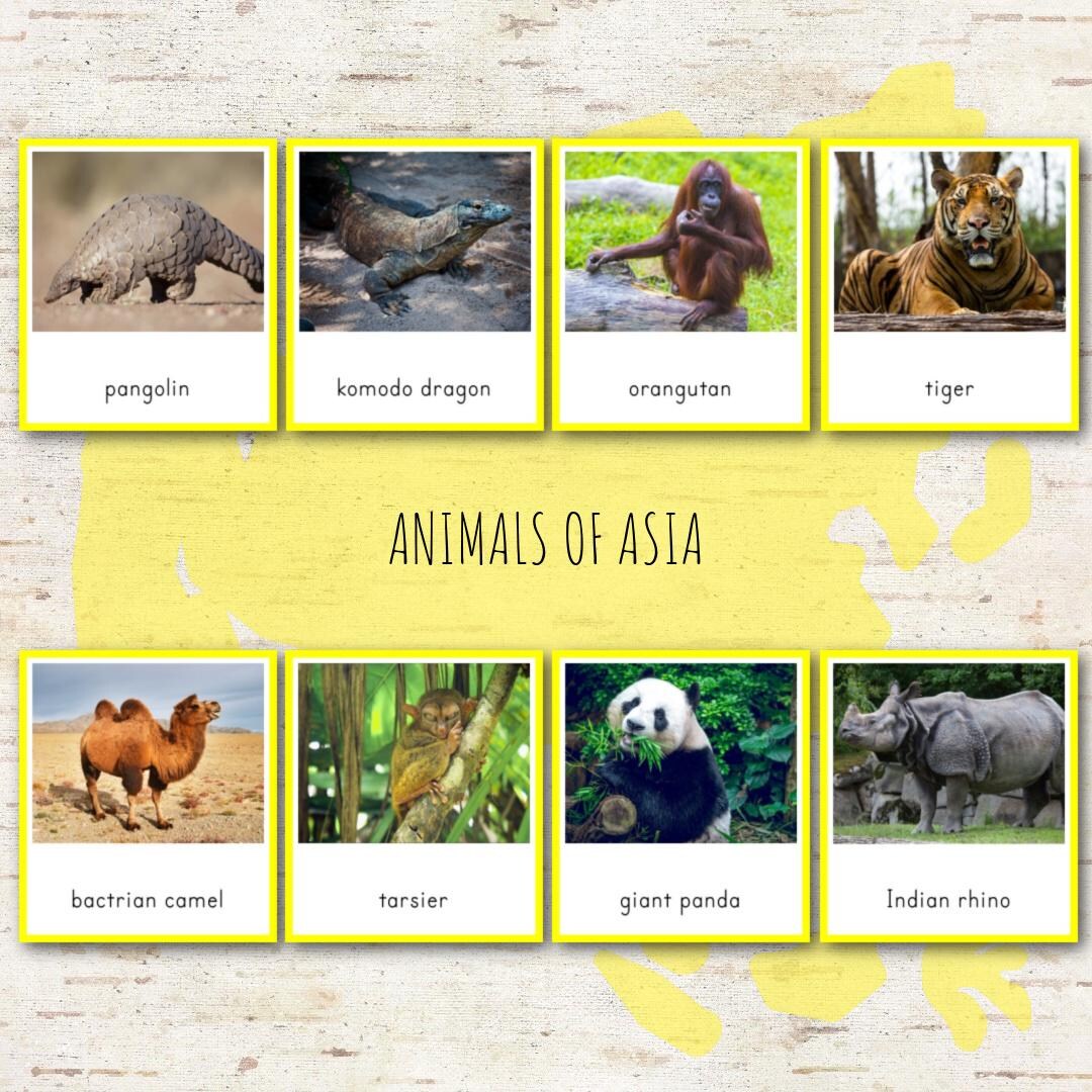 Animals of Asia Montessori 3 Part Cards and Fact Cards - Etsy