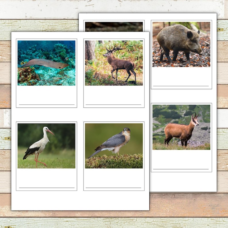 European Continent Safari Toobs Montessori Cards - Etsy