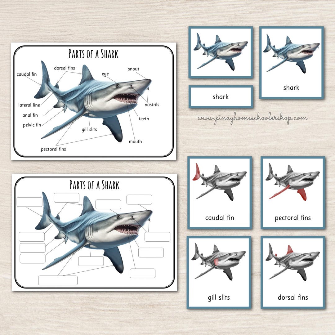 Parts of a Shark Montessori 3 Part Cards - Etsy Canada