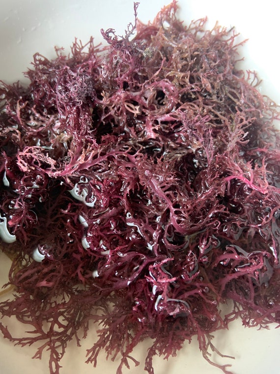 Natural Sea Moss in the Raw From Jamaica - Etsy