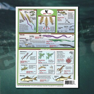 Bait Rigging Freshwater Fish Chart #1 (live Bait Rigs, Bottom Rigs ...