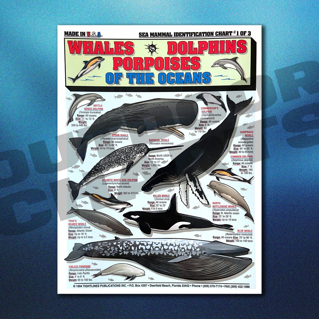 Sea Mammal Identification Chart 1 Whales, Dolphins, and Porpoises of ...