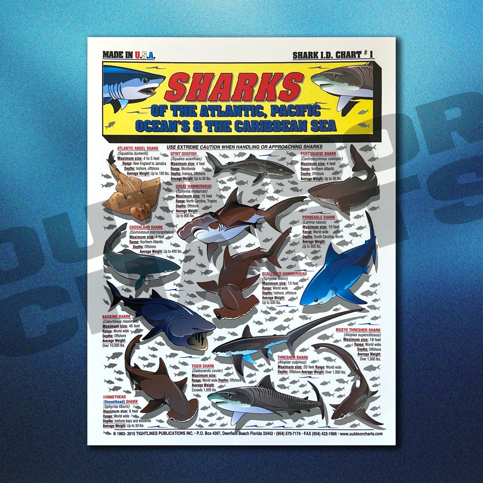 Sharks Identification Chart 1 Atlantic, Pacific, and Caribbean Oceans ...