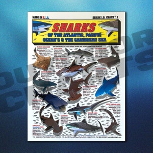 Sharks Identification Chart 1 Atlantic, Pacific, and Caribbean Oceans ...