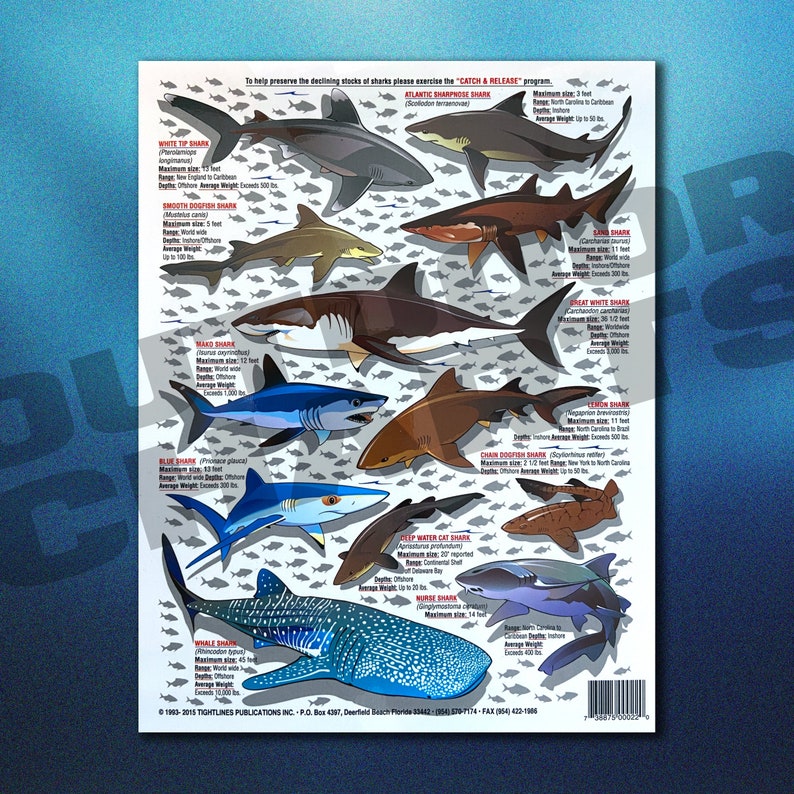 Sharks Identification Chart 1 Atlantic, Pacific, and Caribbean Oceans - Etsy