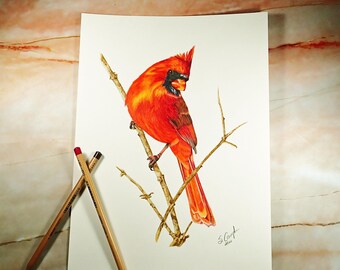 Cardinal Pencil Drawing - Etsy