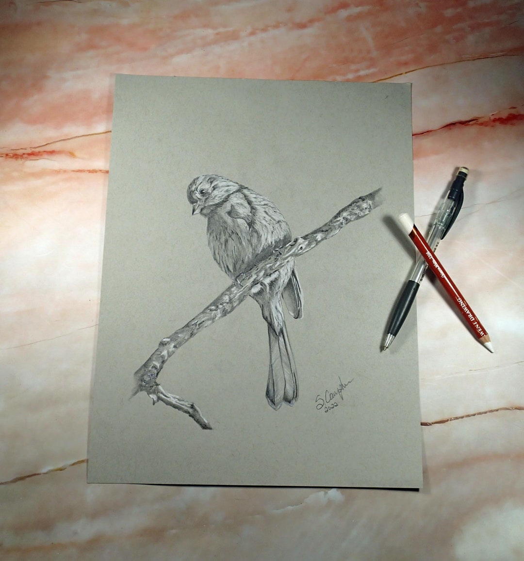 Sparrow Graphite Pencil Art Drawing 9x12 Nature Bird - Etsy