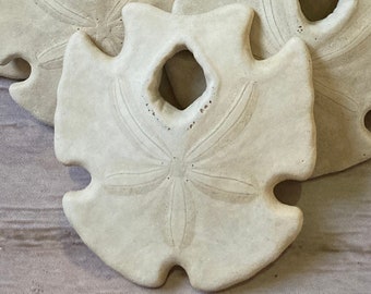 Sand Dollar Favors - Etsy