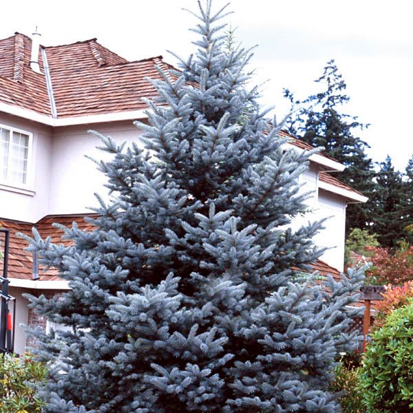 PICEA PUNGENS 25 semillas Picea azul de Colorado - Etsy México