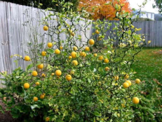Home & Garden Poncirus trifoliata FLYING DRAGON HARDY TRIFOLIATE ORANGE ...