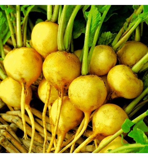 Home & Living Outdoor & Gardening 425 seeds Zlata Yellow radish etna.com.pe