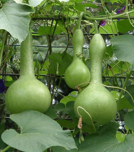 BOTTLE GOURD Lagenaria Siceraria 10 Seeds | Etsy