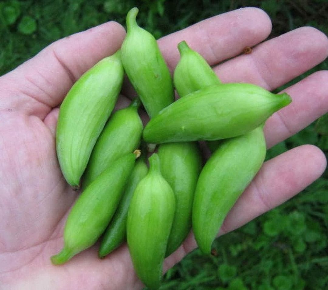 CYCLANTHERA PEDATA 15 Seeds ACHOCHA Caigua, Stuffing Cucumber - Etsy ...