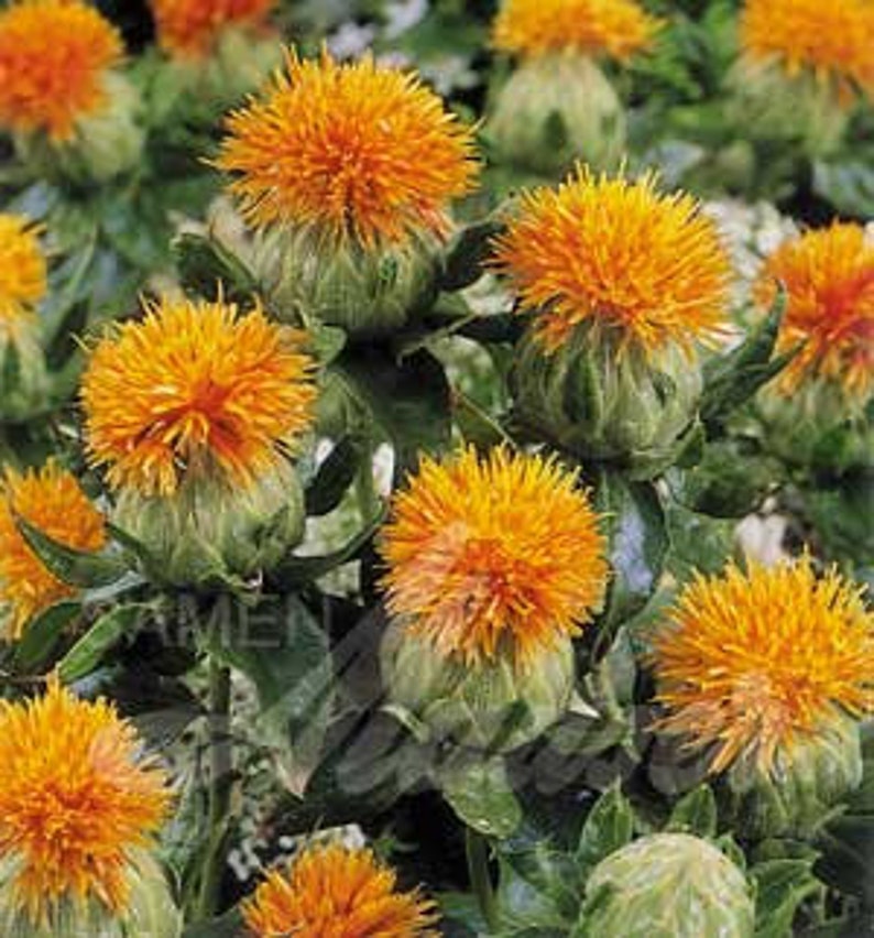 Cártamo Carthamus tinctorius 30 SEEDS | Etsy