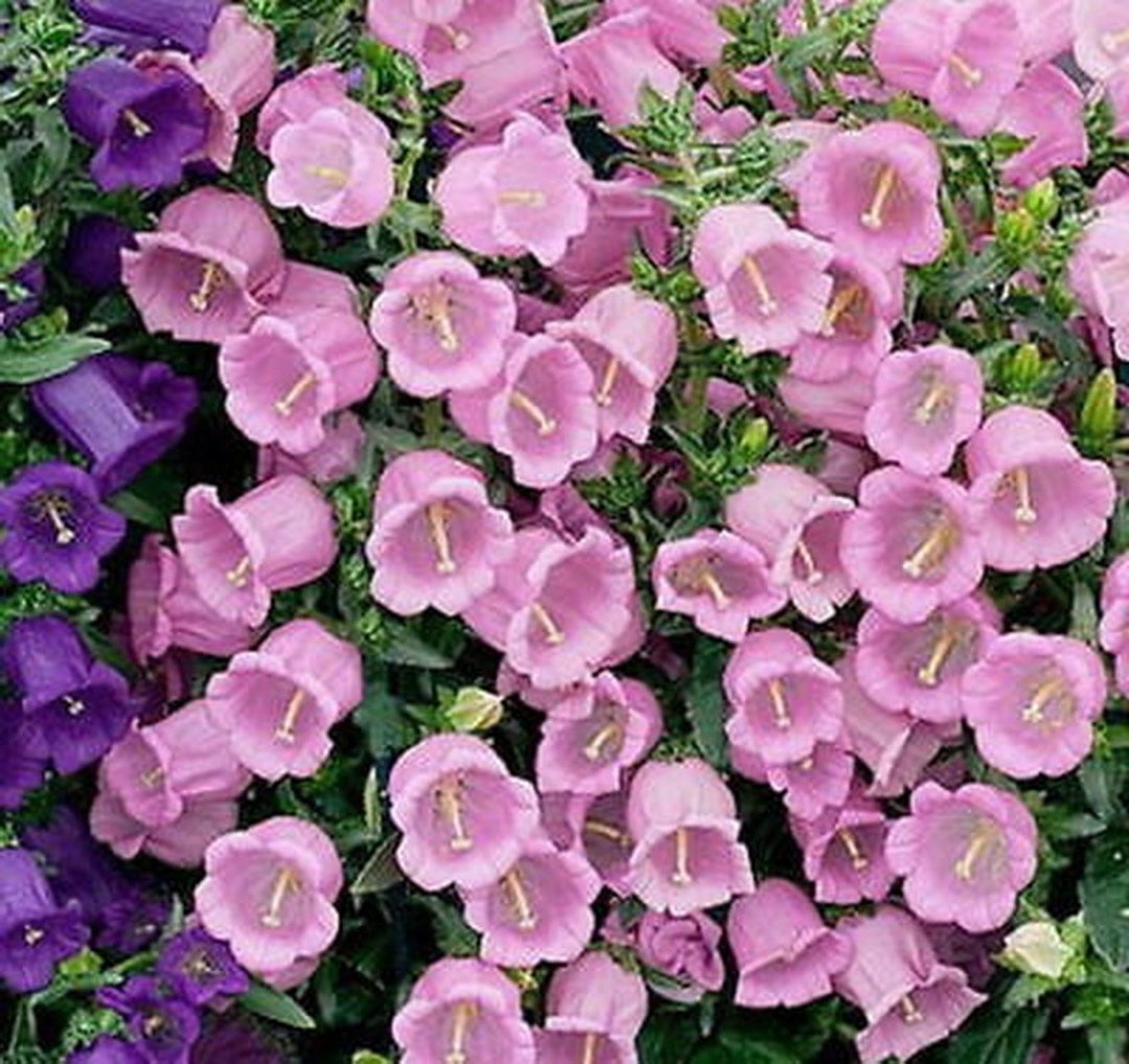 CAMPANULA MEDIUM MIX - Canterbury Bells (12.000 semillas) Flor Perenne ...