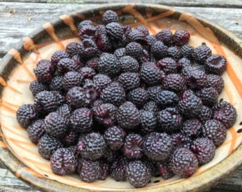 Black Raspberry Seeds | Etsy