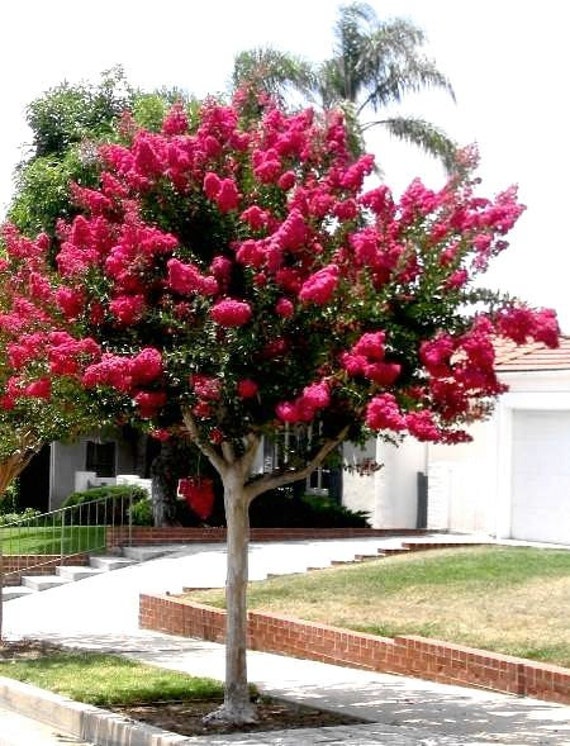 Lavender Crape Myrtle (Lagerstroemia Indica X Fauriei ‘Muskogee ...