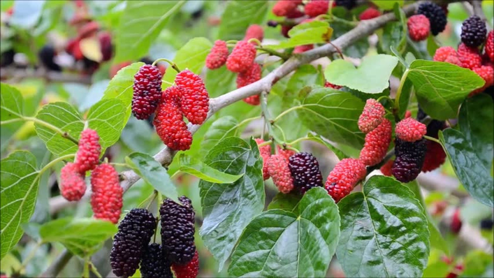 MULBERRY BLACK (50 SEEDS) Morus Nigra - Etsy Canada