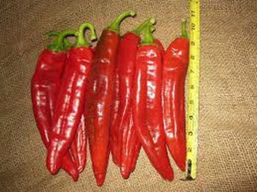 Chilli NUMEX BIG JIM 20 seeds The largest chilli in the - Etsy España