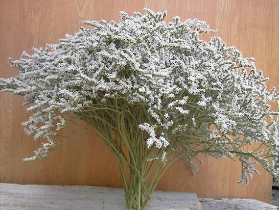 LIMONIUM TATARICUM German Statice Sea Lavender 150 Seeds - Etsy