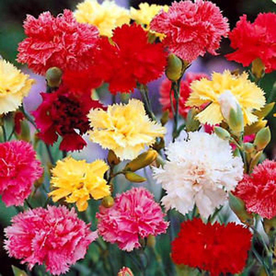 DIANTHUS CARNATION CHABAUD Mix 300 Seeds - Etsy Ireland