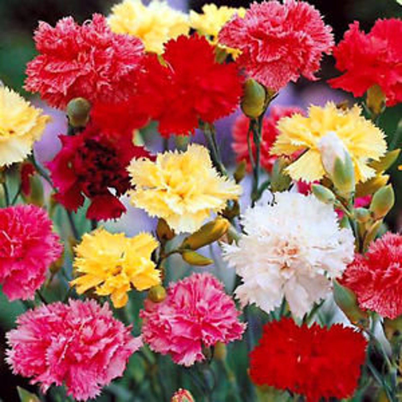 DIANTHUS CARNATION CHABAUD Mix 300 Seeds - Etsy Ireland