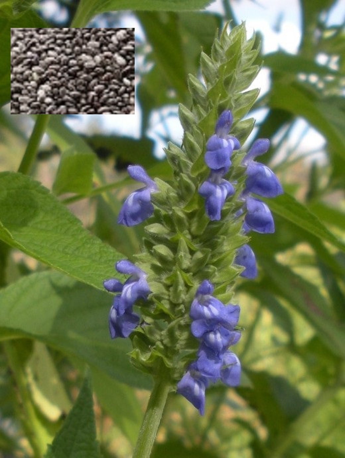 CHIA SALVIA HISPANICA Mexican Sage 5000 Seeds - Etsy