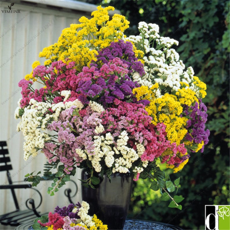 LIMONIUM SINUATUM MIX Statice Dry 180 Seeds - Etsy UK