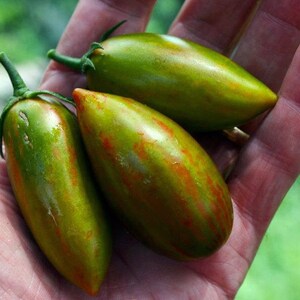 TOMATO Cherry GREEN TIGER 50 seeds Heirloom | Etsy