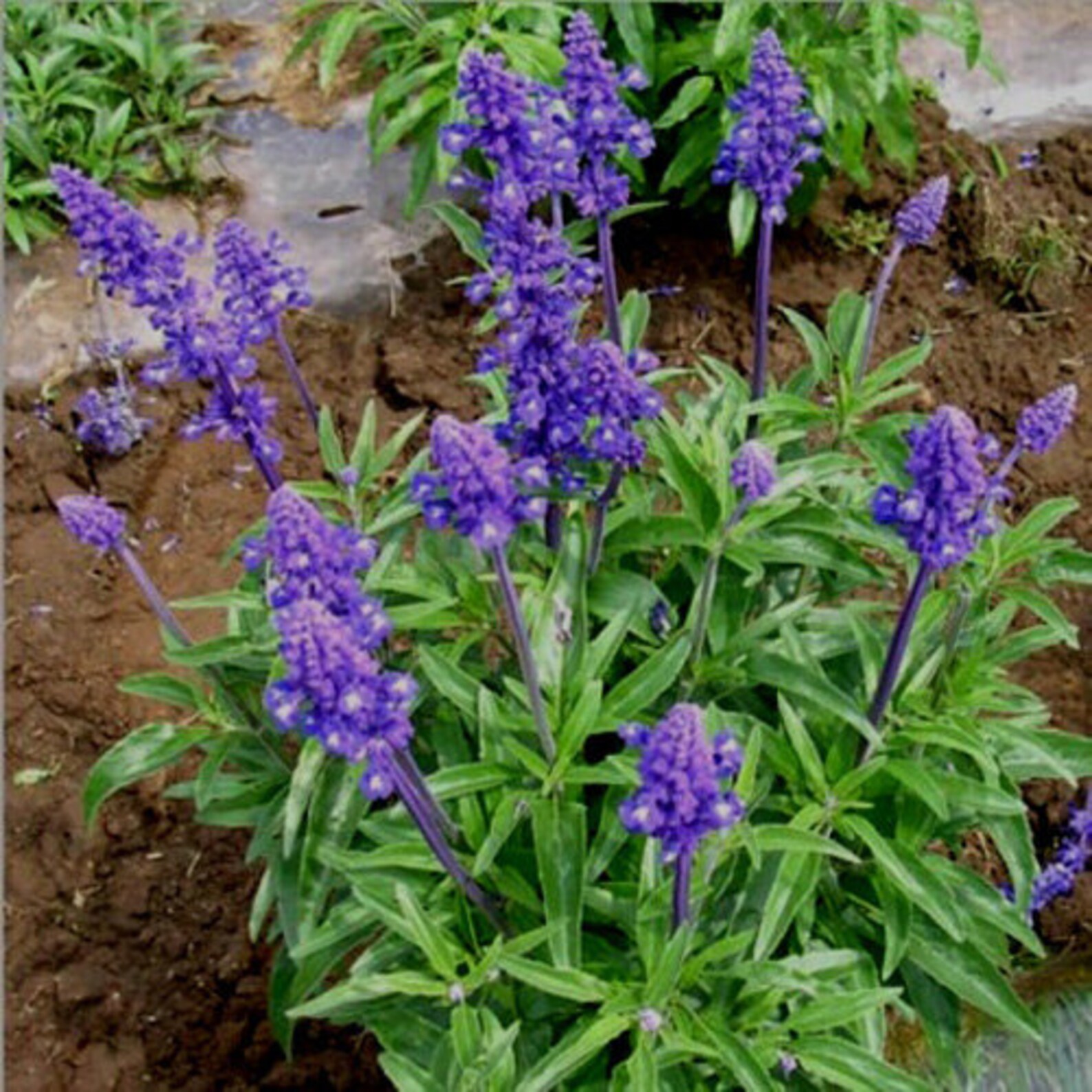CHIA SALVIA HISPANICA Mexican Sage 5000 Seeds - Etsy