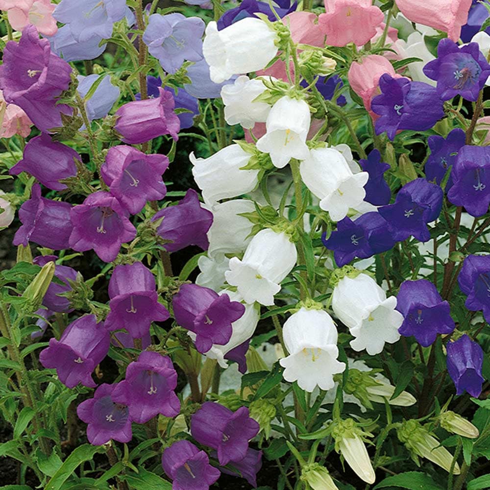 CAMPANULA MEDIUM MIX - Canterbury Bells (12.000 Seeds) Perennial Flower ...