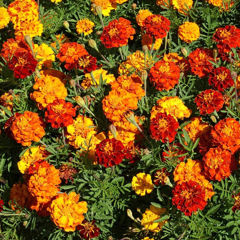 TAGETES PATULA Dwarf Mix (200 semi) - Etsy Italia
