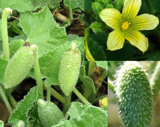 Ecballium Elaterium - Exploding Cucumber (15 Seeds) Medicinal Herb - Etsy
