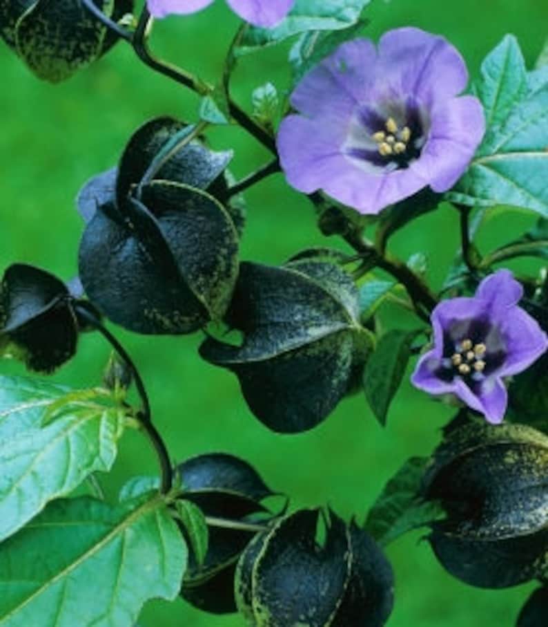 NICANDRA PHYSALODES Shoo Fly 300 Seeds One of the Fastest - Etsy Australia
