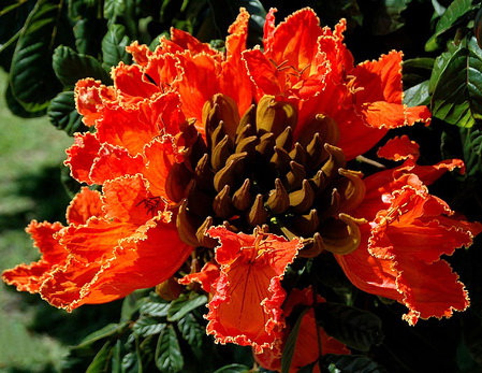 SPATHODEA CAMPANULATA 30 Seeds African Tulip Tree | Etsy