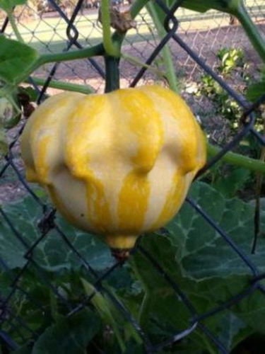 GOURD CROWN of THORNS 30 Seeds Cucurbita Pepo Ornamental | Etsy New Zealand