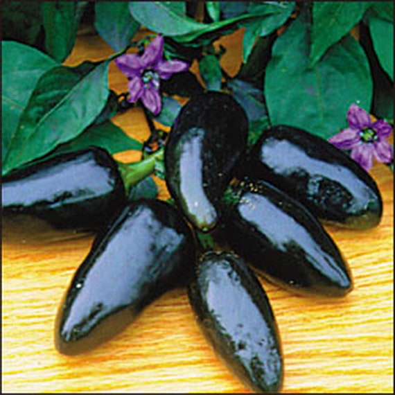 CHILLI BLACK HUNGARIAN 20 seeds | Etsy