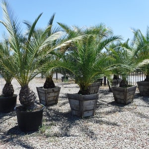 PHOENIX CANARIENSIS 10 Seeds - Etsy