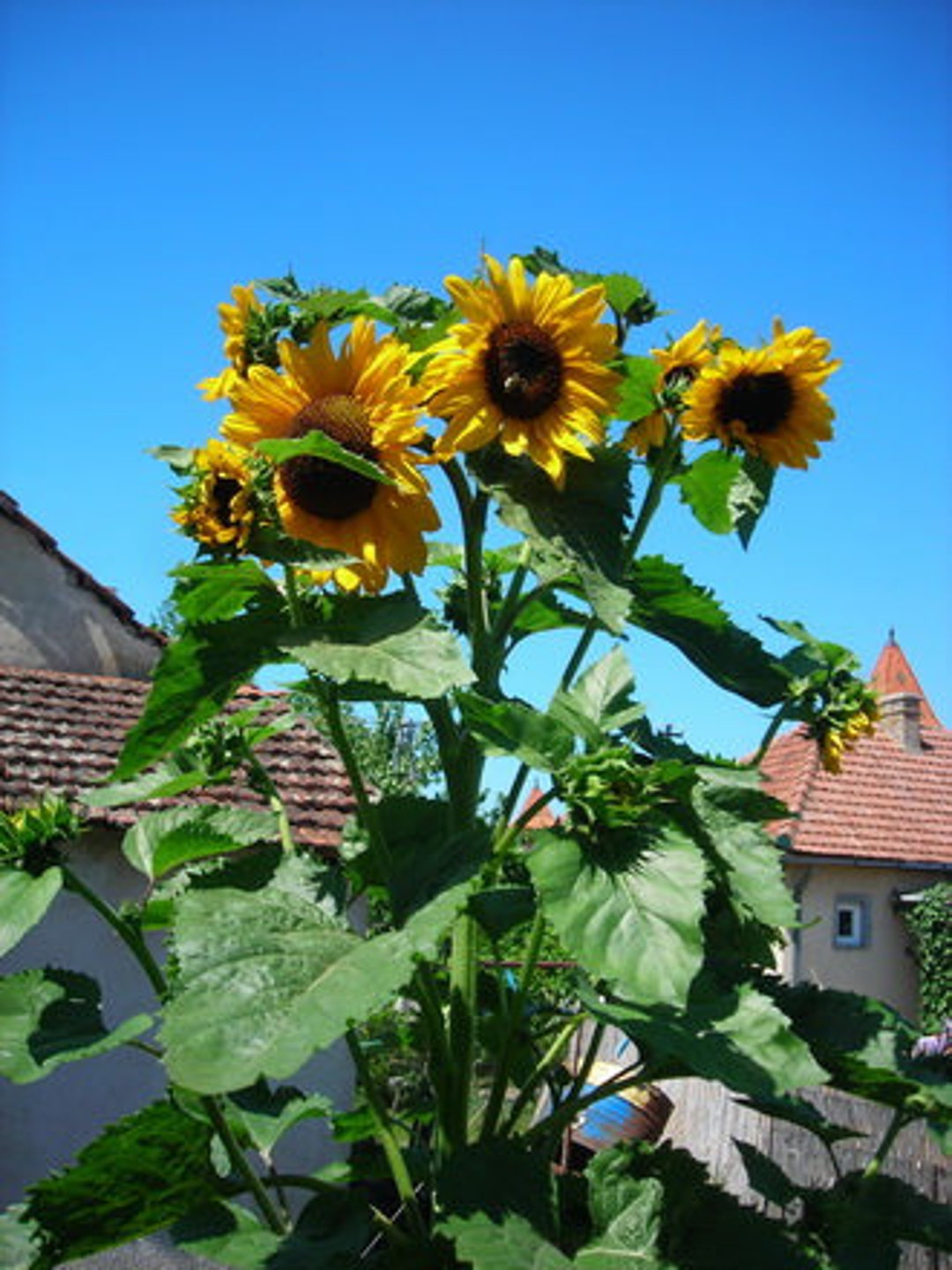 SUNFLOWER GIANT SKYSCRAPER 4M plus 10 zaden - Etsy Nederland