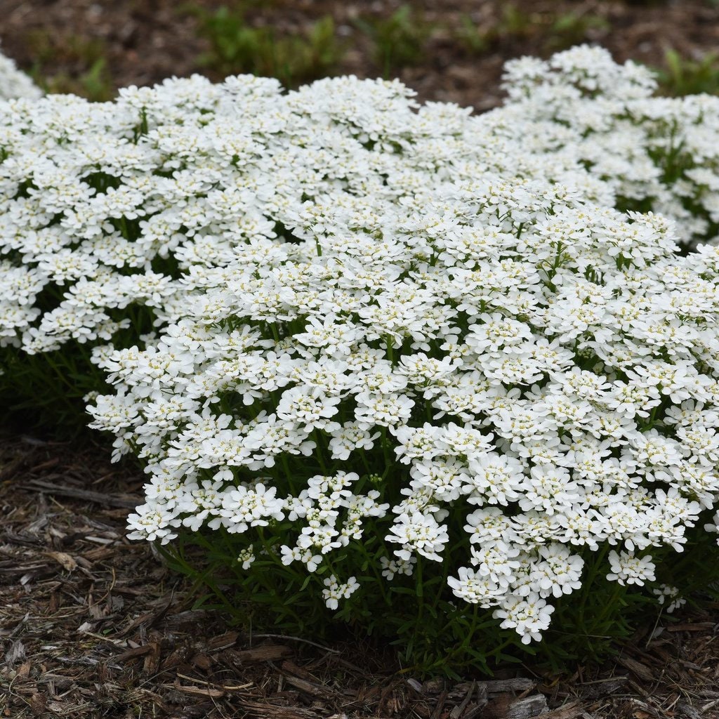 IBERIS SEMPERVIRENS SNOWFLAKE 100 Seeds Perennial - Etsy Canada