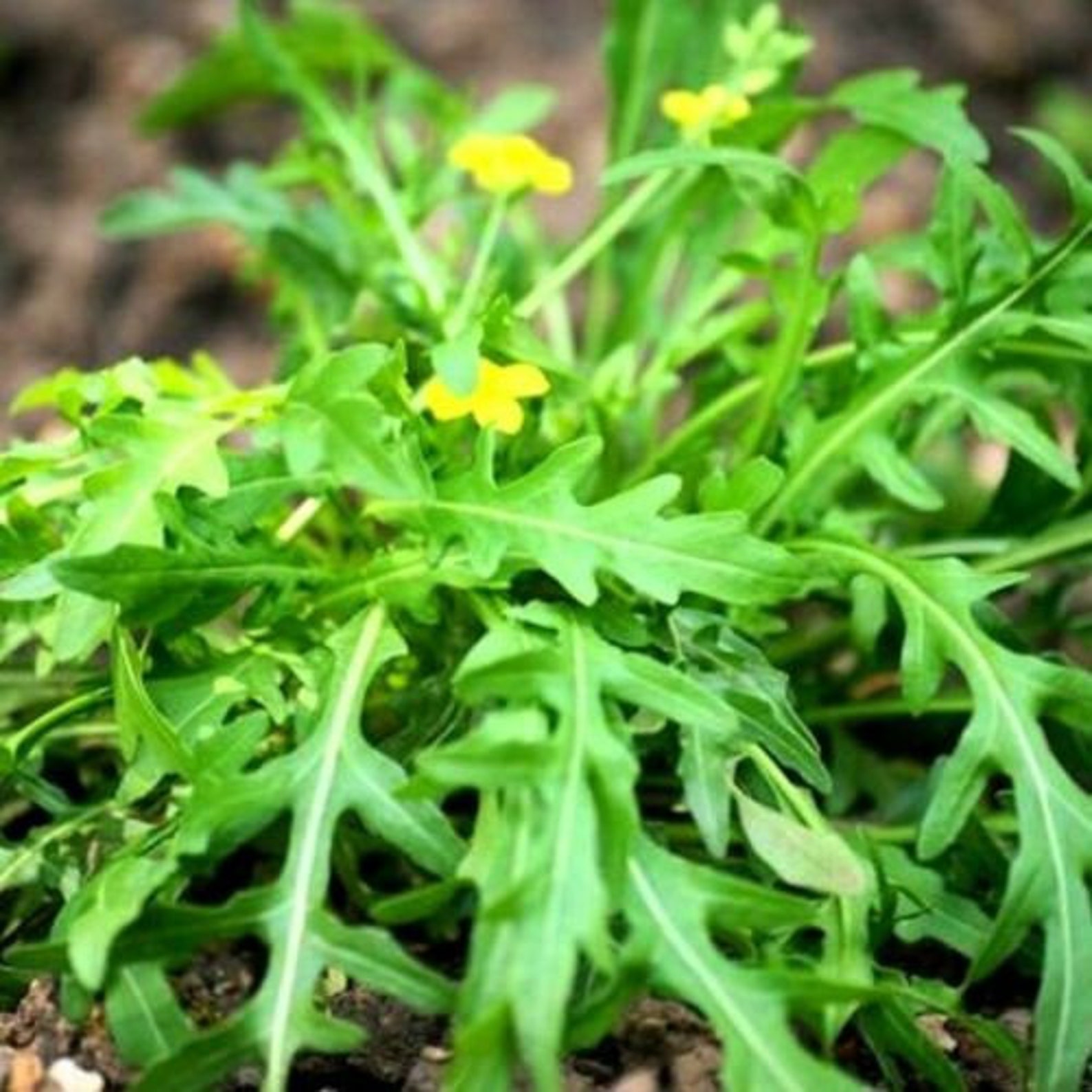 DIPLOTAXIS TENUIFOLIA Perennial Wall Rocket 3000 seeds | Etsy