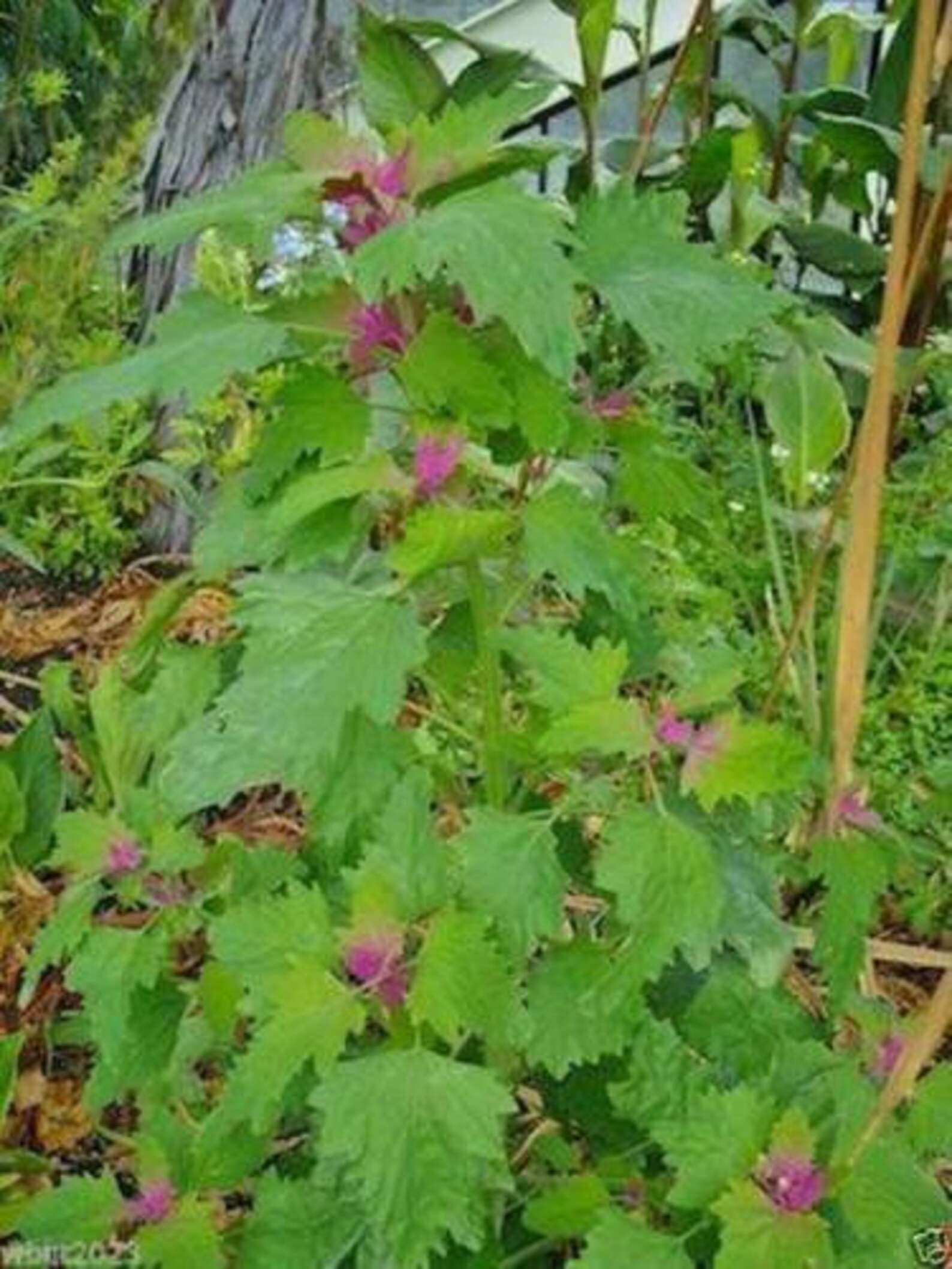 CHENOPODIUM GIGANTEUM 5000 Seeds Purple Goosefoot Tree | Etsy UK