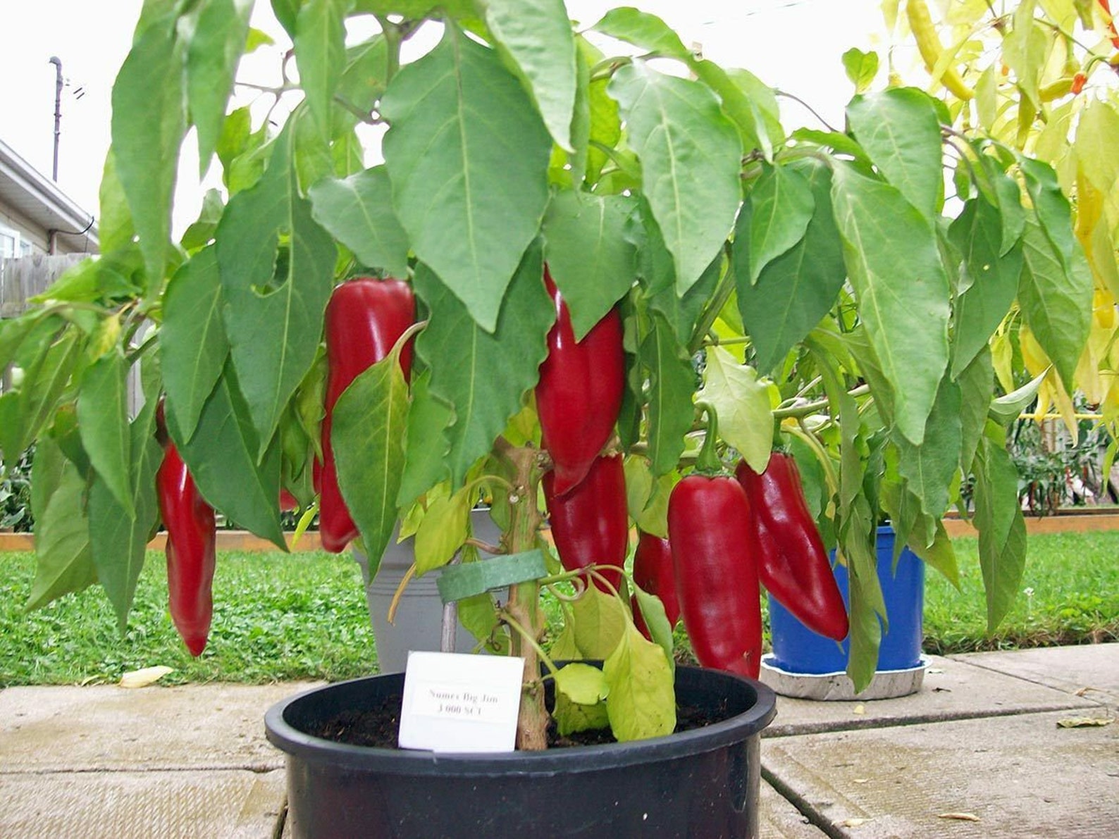 Chilli NUMEX BIG JIM 20 seeds The largest chilli in the | Etsy
