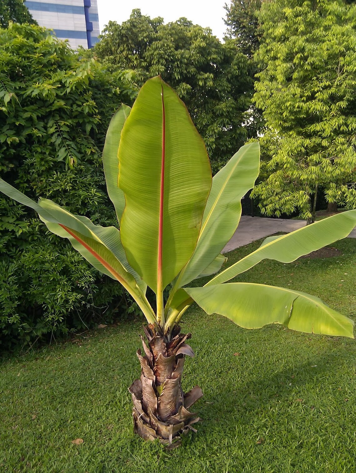 MUSA ENSETE VENTRICOSA (2 Seeds) Abyssinian Banana - Etsy Denmark